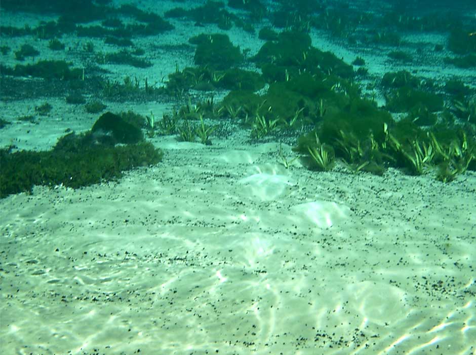 Learn About West-Central Florida’s Springs | WaterMatters.org