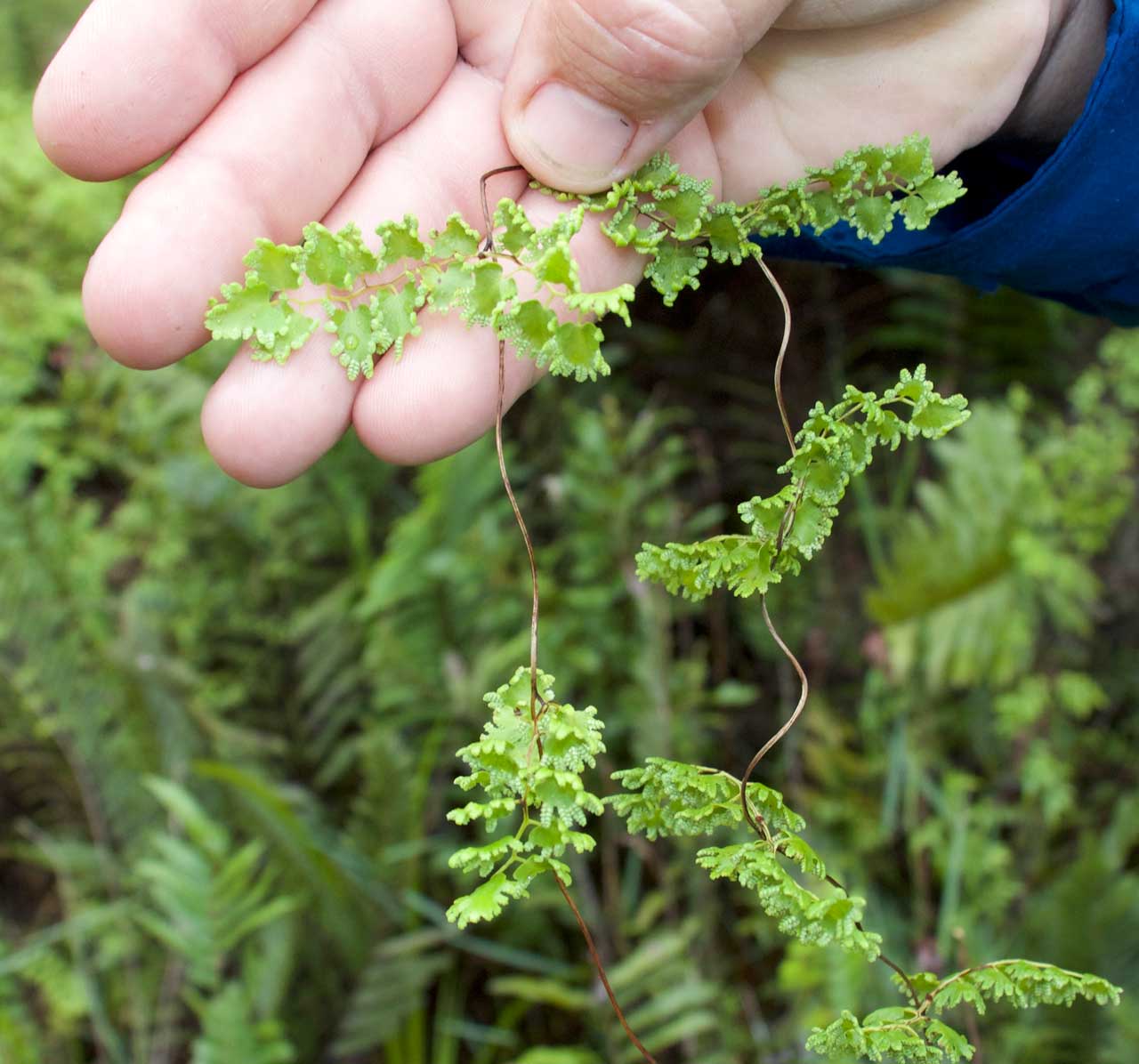 Old World Climbing Fern | WaterMatters.org