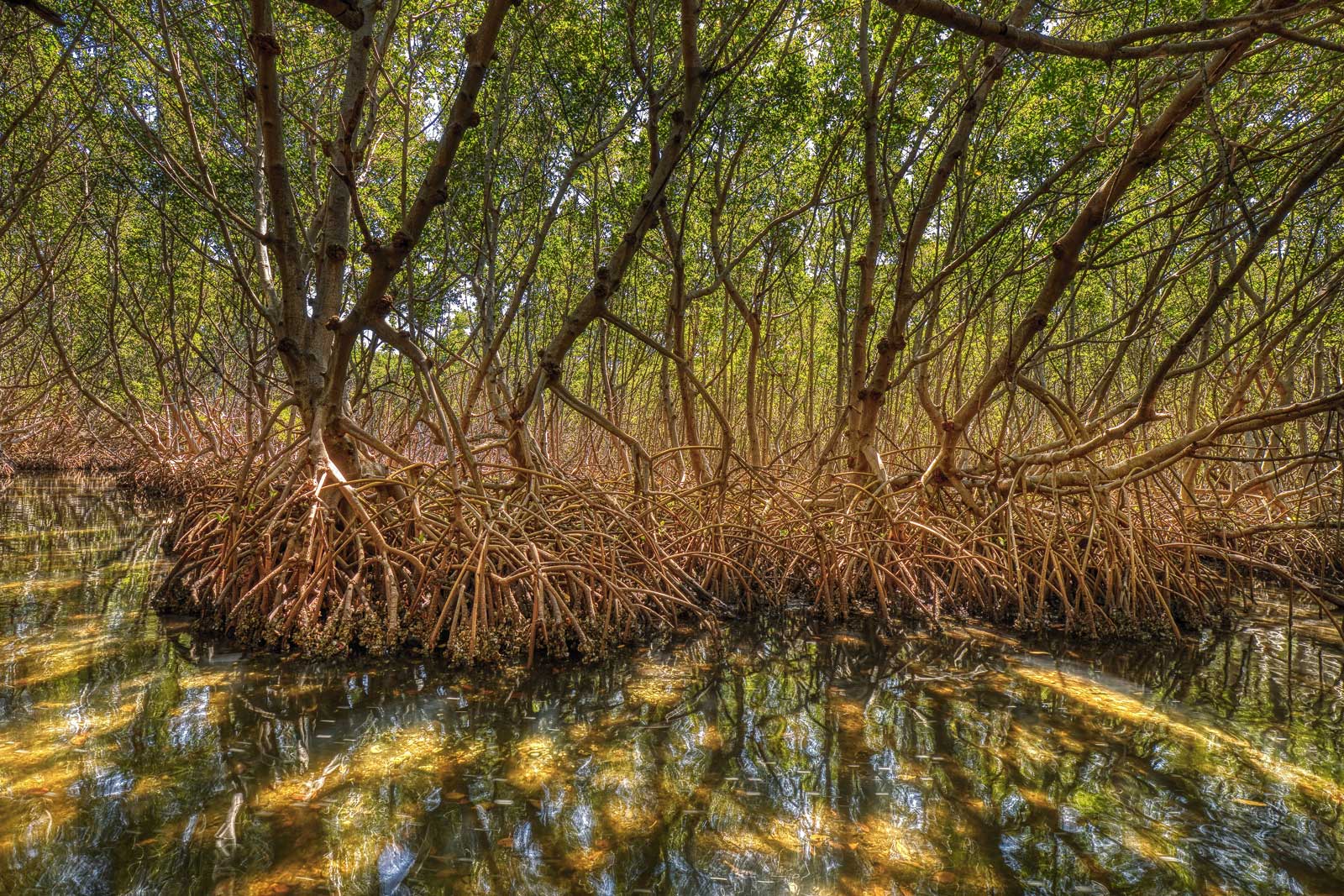 Florida’s Mysterious Mangroves | WaterMatters.org