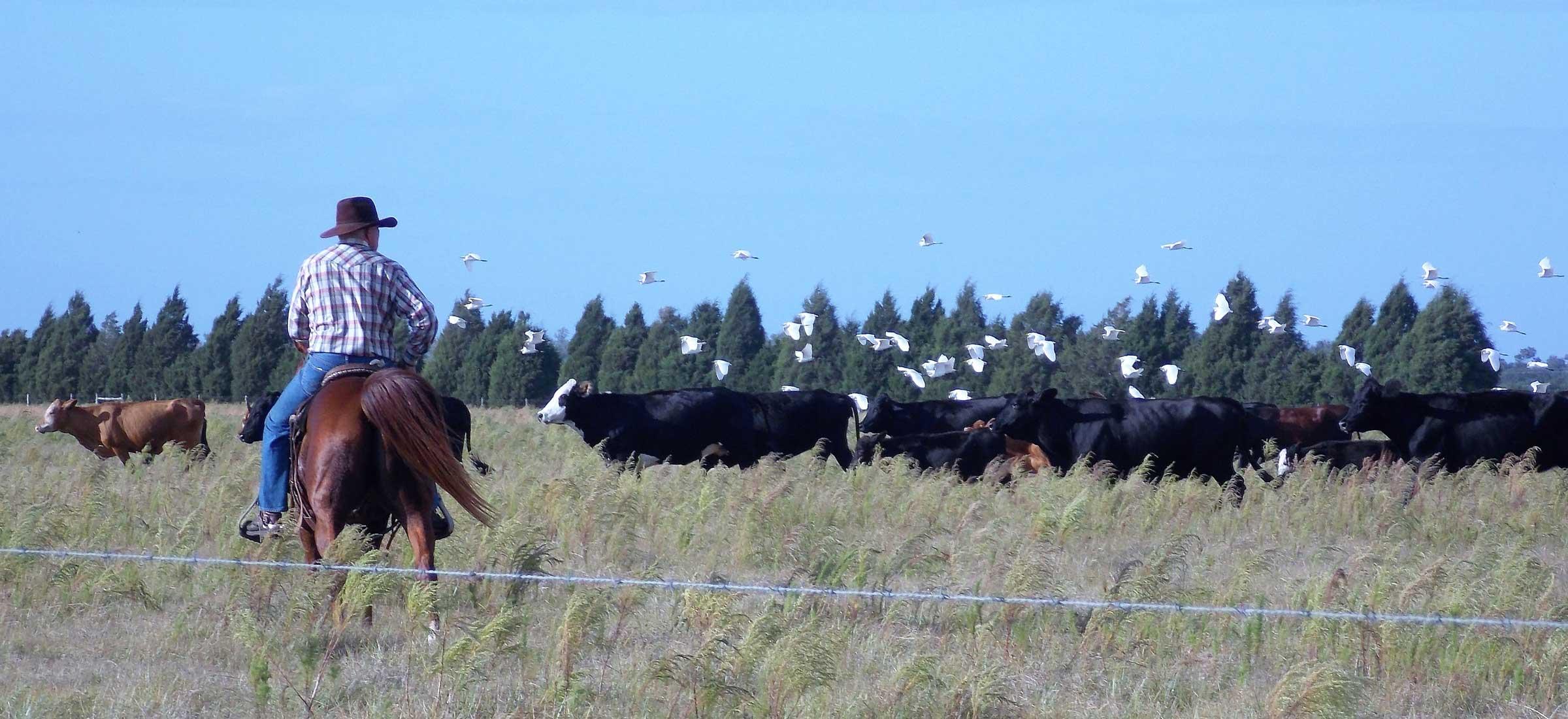 Cattle Grazing Land Leasing | WaterMatters.org
