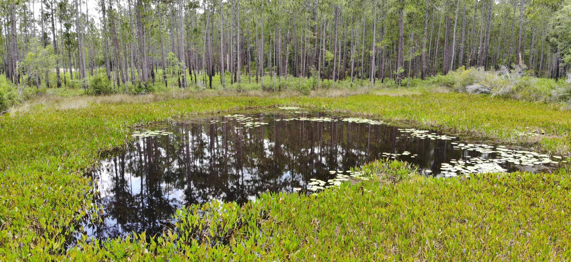 Green Swamp East Tract | WaterMatters.org