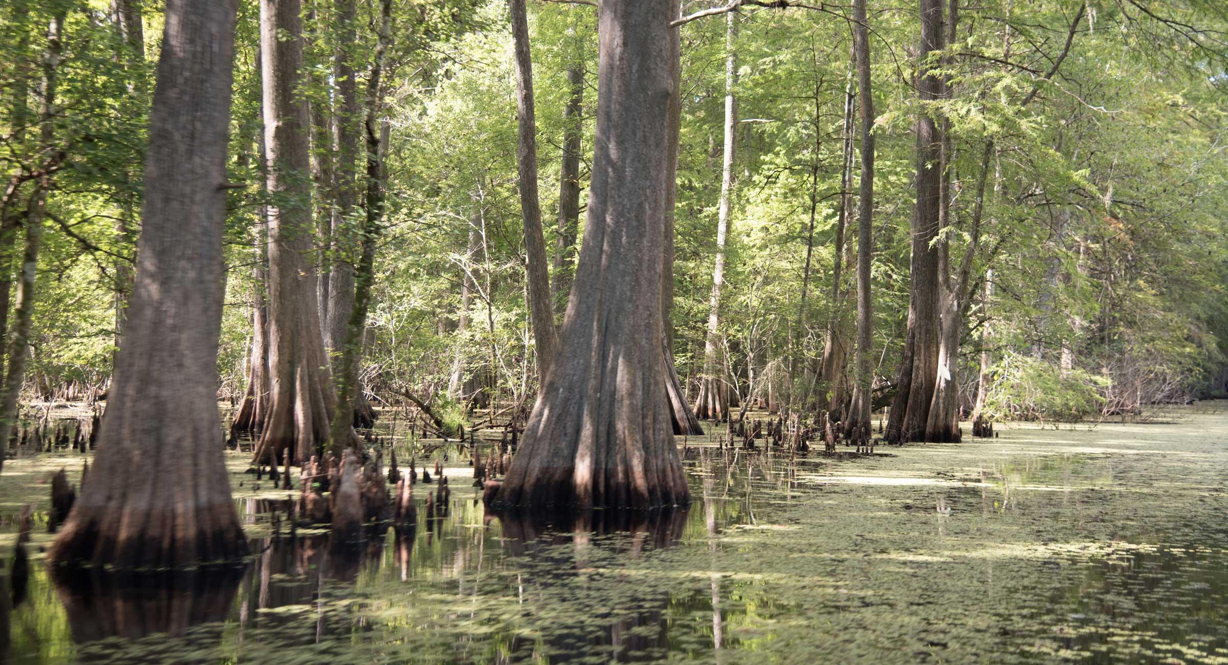 Withlacoochee River Watershed Initiative | WaterMatters.org Withlacoochee River Watershed Initiative | WaterMatters.org