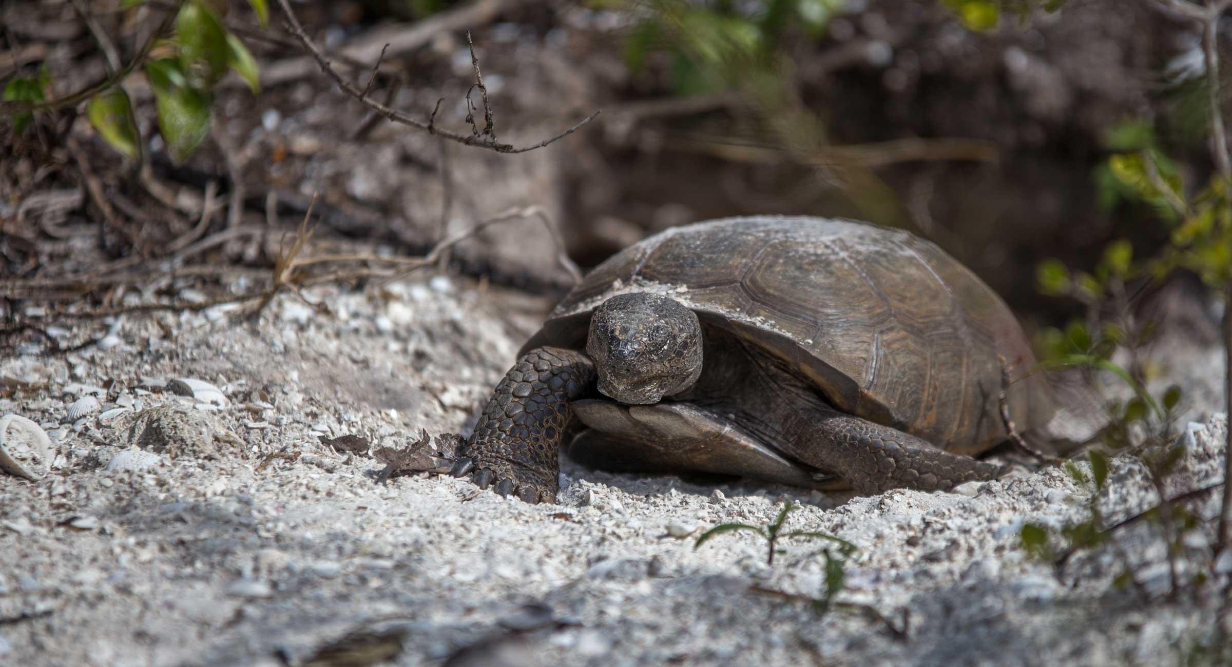 Gopher Tortoise | WaterMatters.org