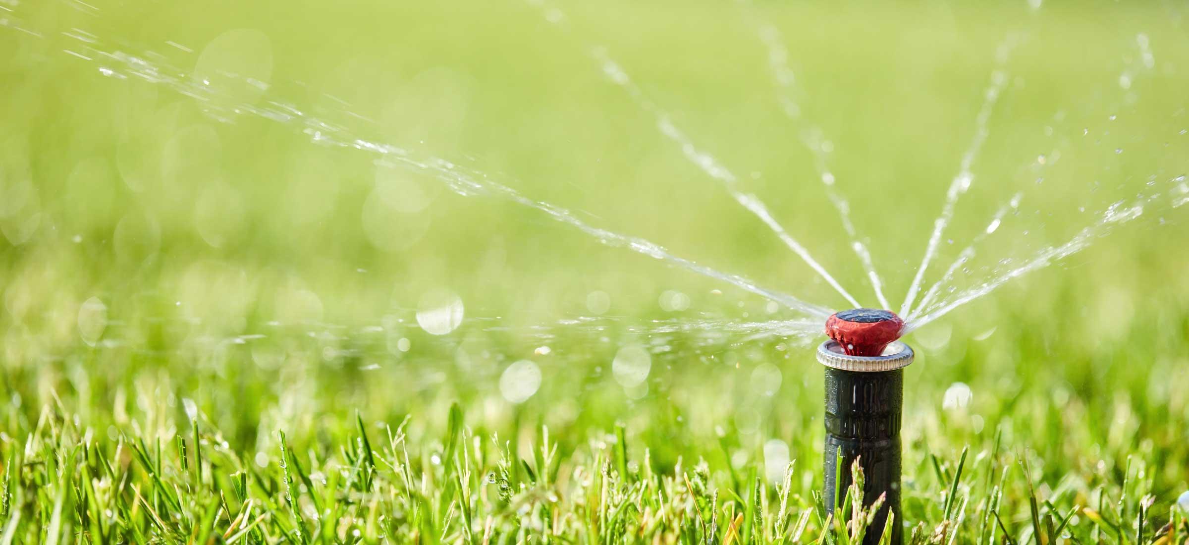 Watering Basics for Florida Landscapes