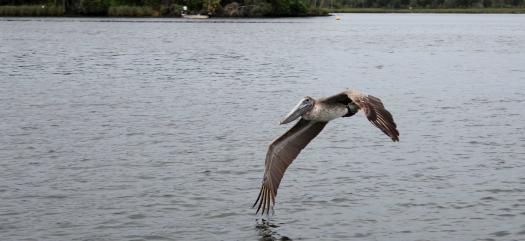 Crystal River/Kings Bay, Citrus County | WaterMatters.org