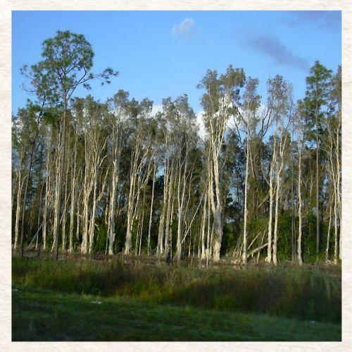 florida invasive tree