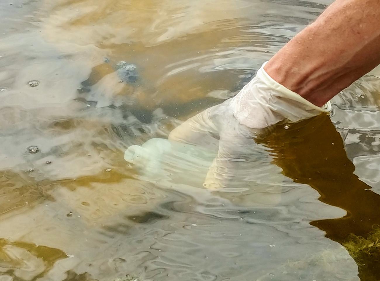 Learn About West-Central Florida’s Springs | WaterMatters.org