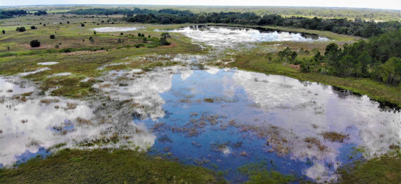 Conner Preserve | WaterMatters.org