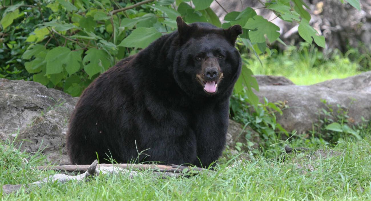 Florida Black Bear | WaterMatters.org