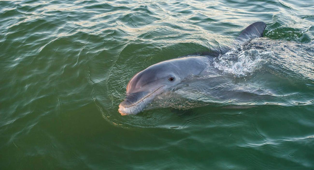 Lemon Bay | WaterMatters.org